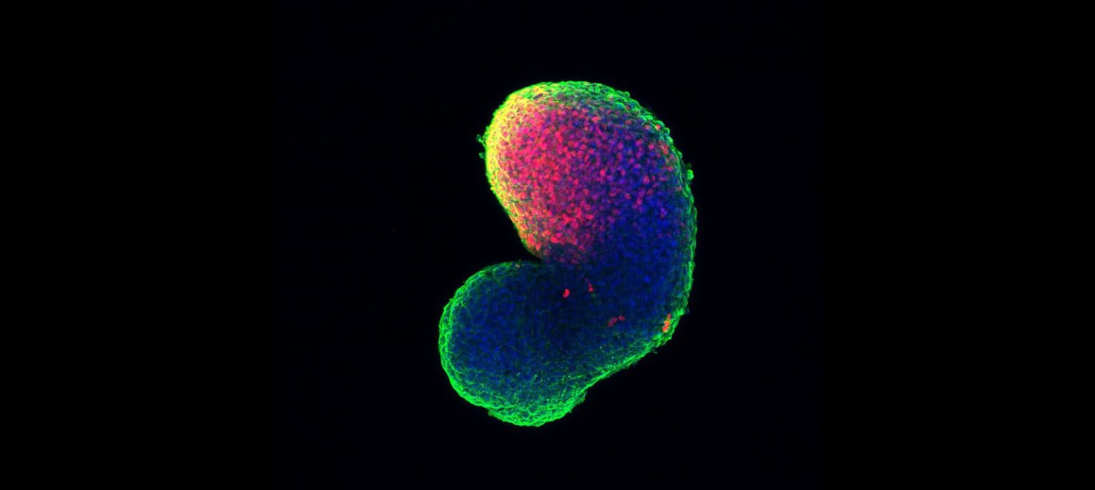 inStem (Institute for Stem Cell Science and Regenerative Medicine)